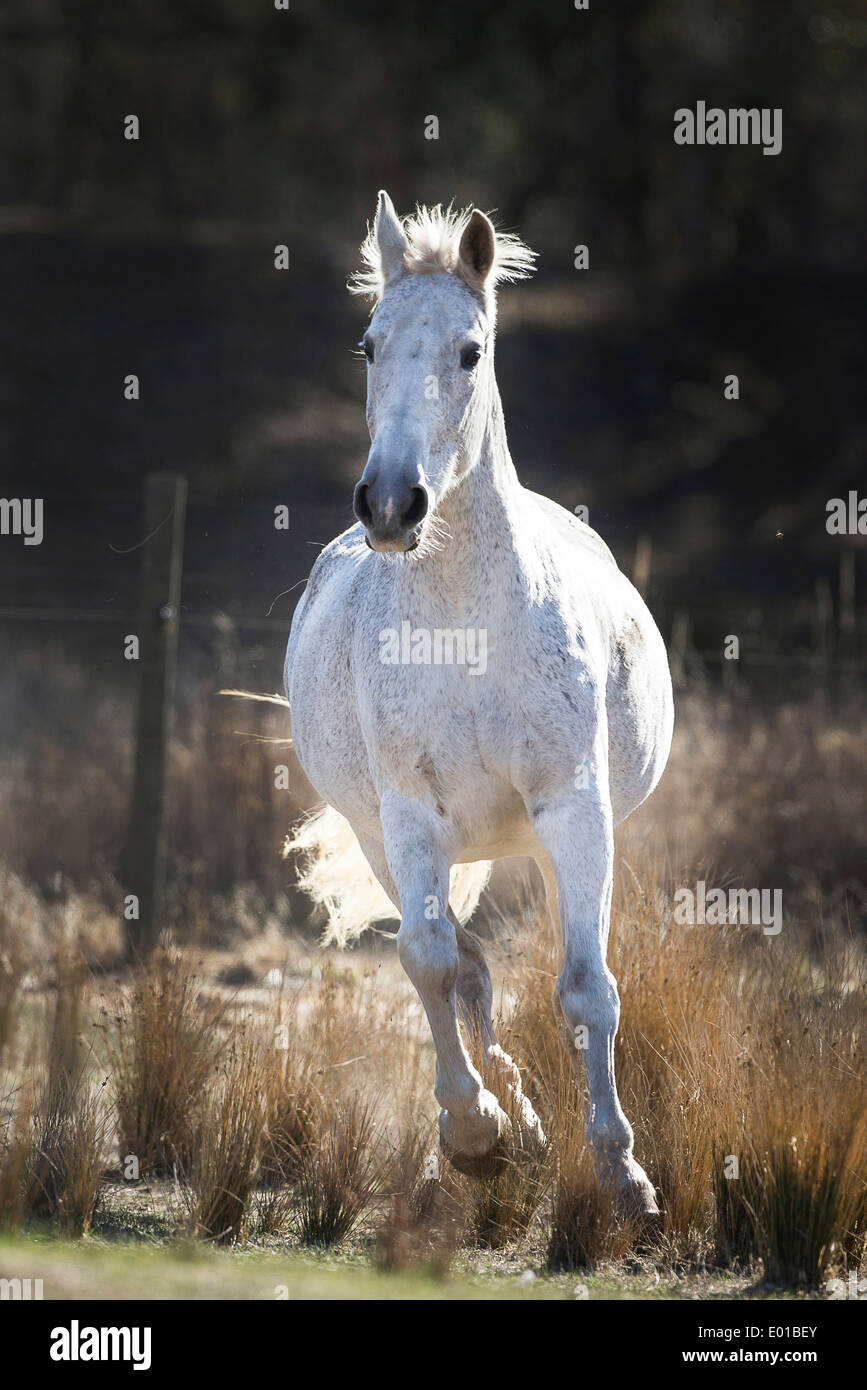 Waler horse hi-res stock photography and images - Alamy