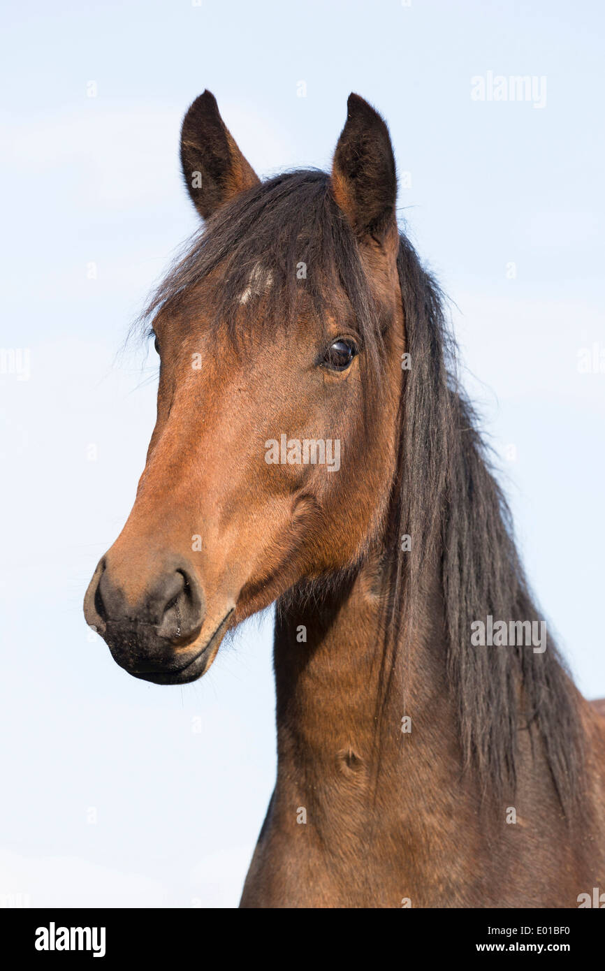 Waler horse hi-res stock photography and images - Alamy