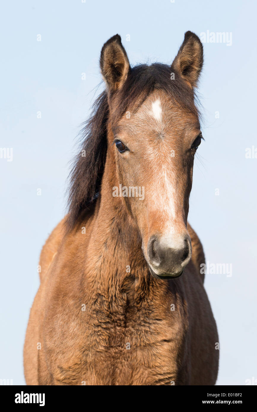 Waler horse hi-res stock photography and images - Alamy