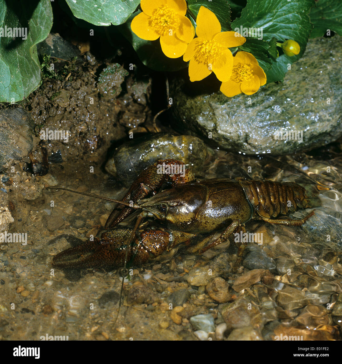 Orconectes limosus hi-res stock photography and images - Alamy