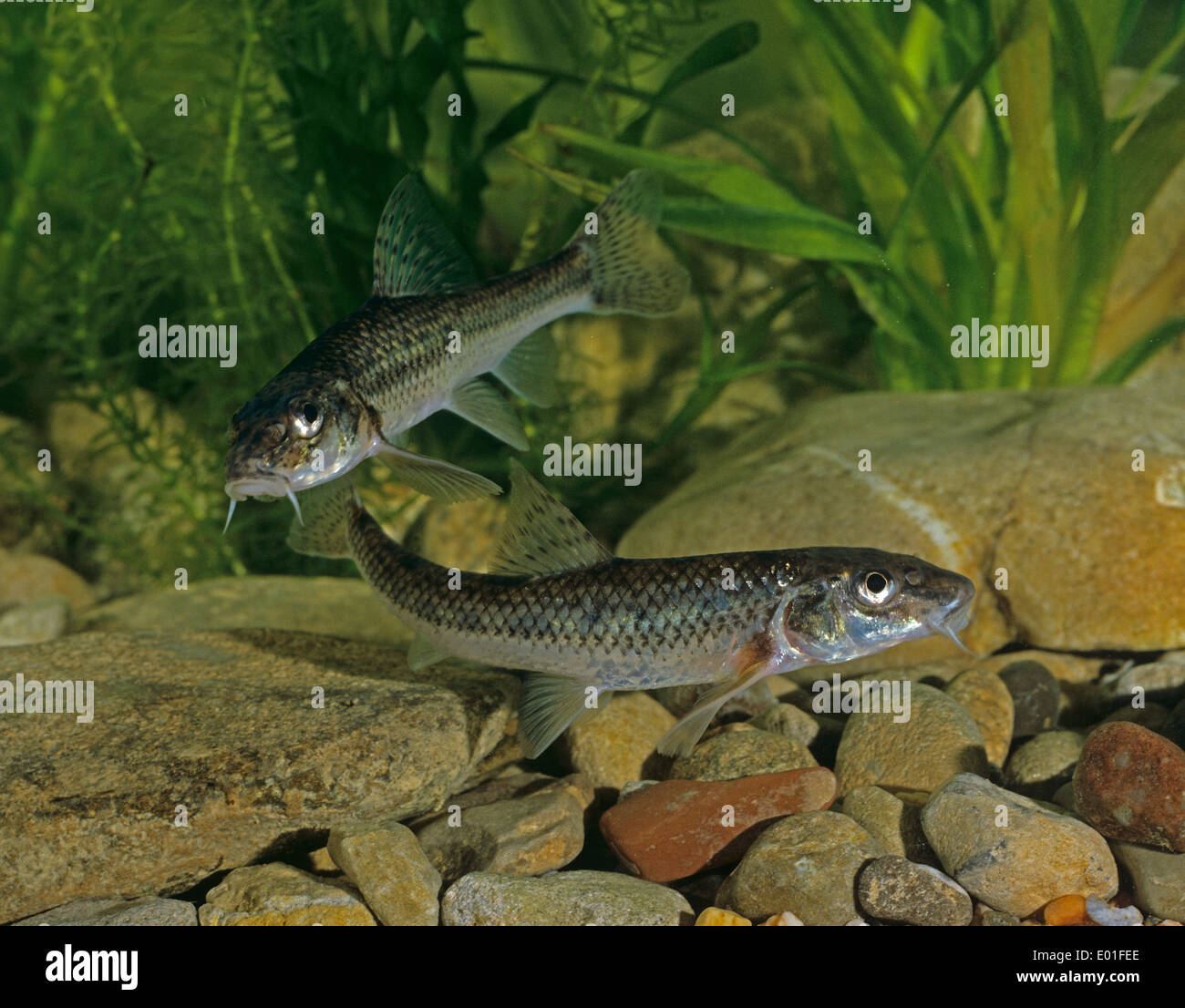 Gudgeon (Gobio gobio). Two fishes under water. Germany Stock Photo - Alamy