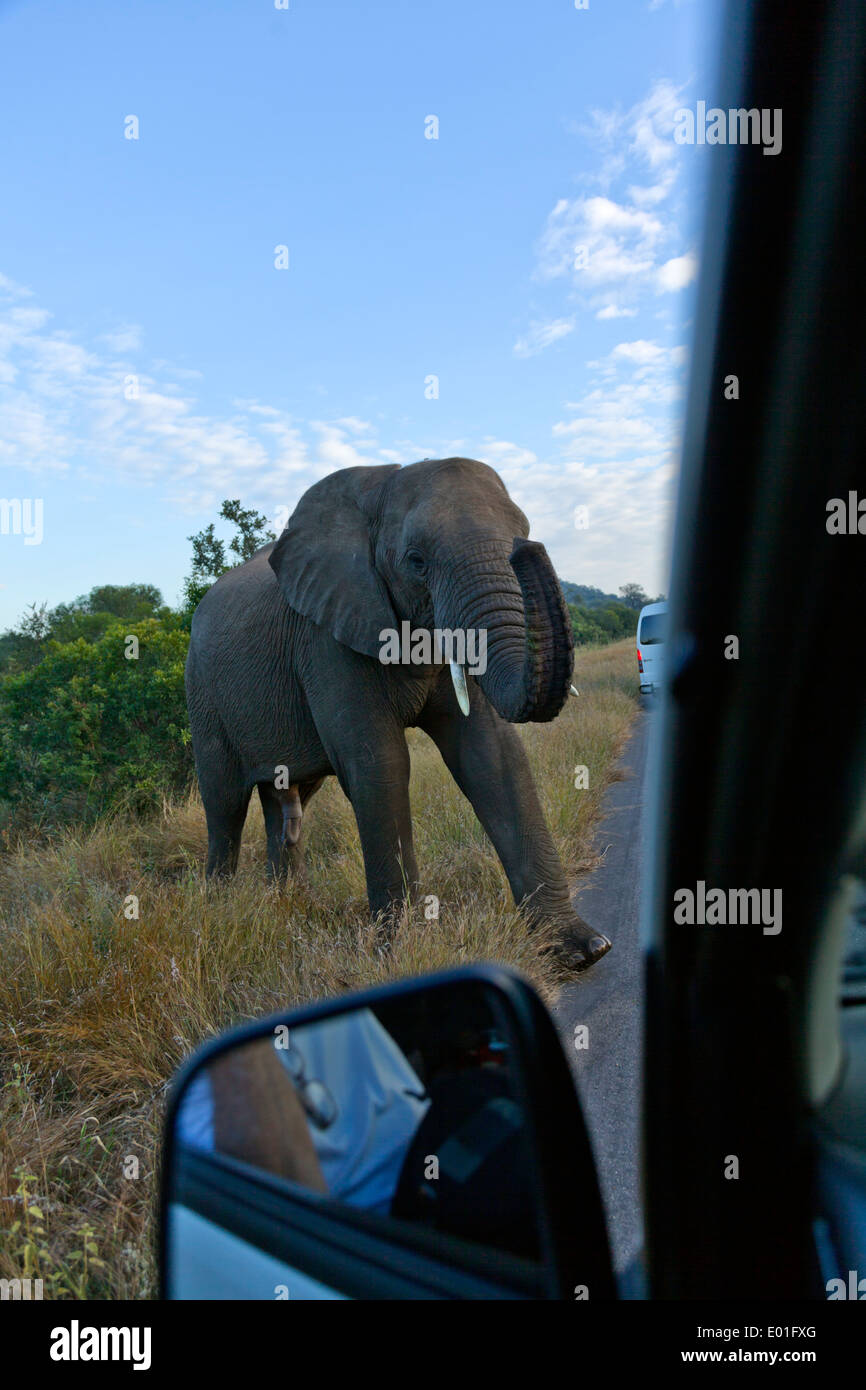 Angry bull elephant hi-res stock photography and images - Alamy