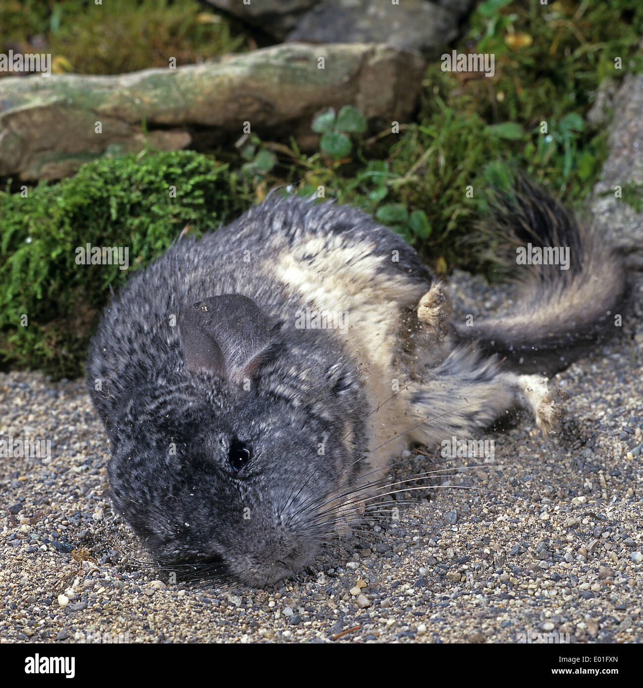 Wild Chinchilla Dust Bath