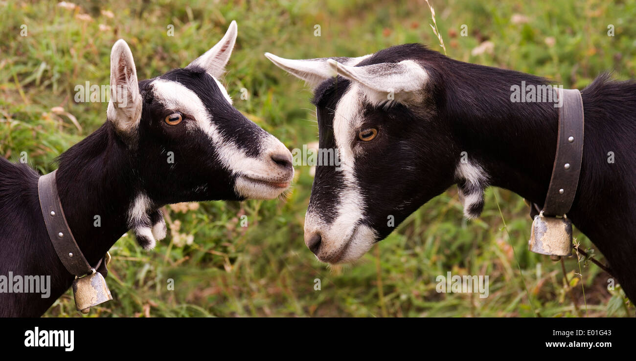 Grisons Striped Goat, Bundner Strahlenziege. Two goats head to head ...