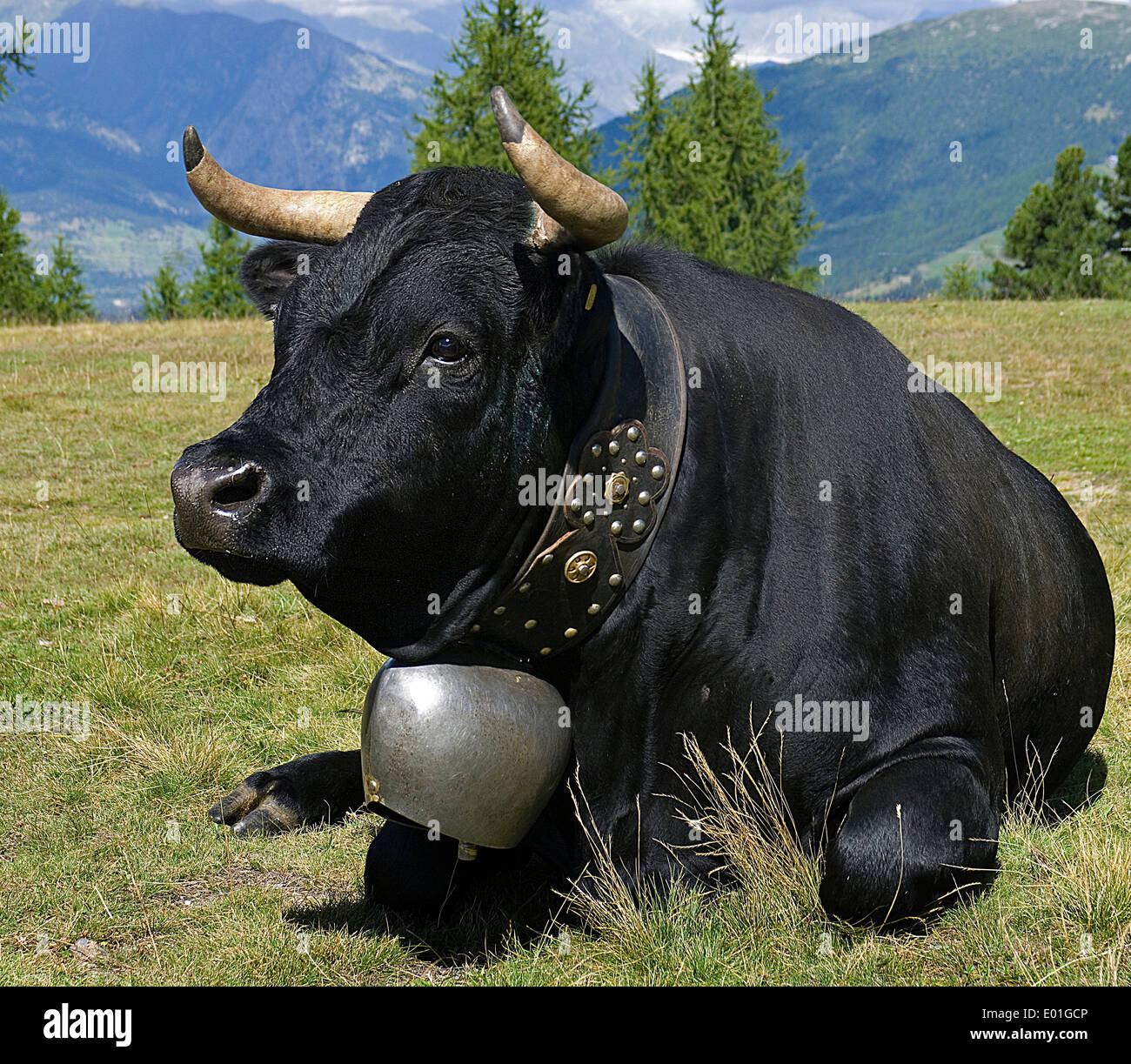 Herens cattle hi-res stock photography and images - Alamy