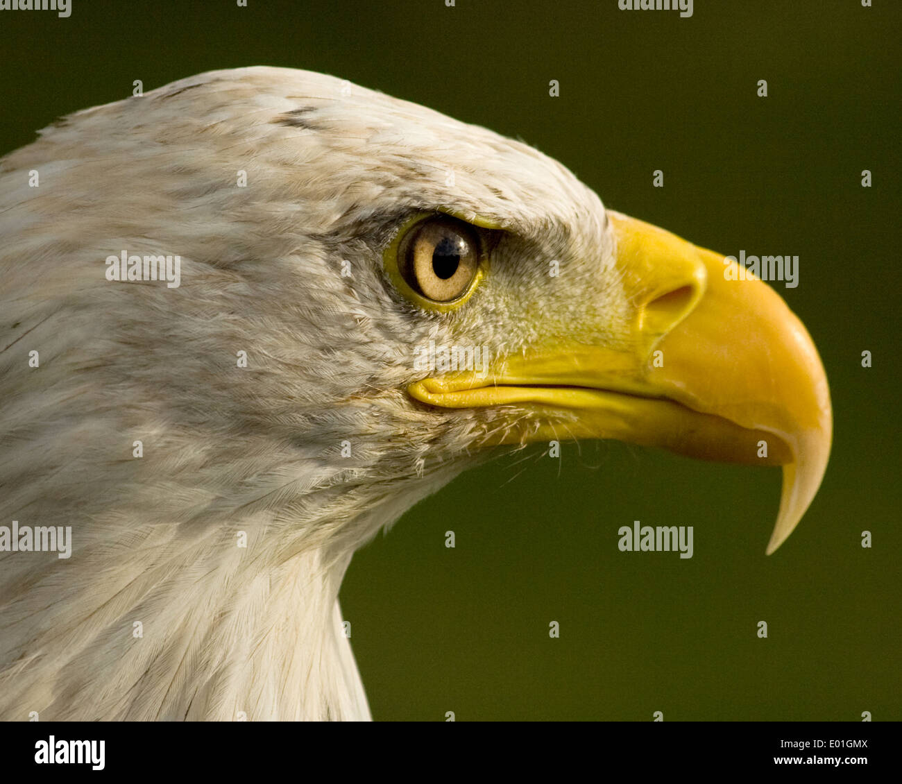 Prey head hi-res stock photography and images - Alamy
