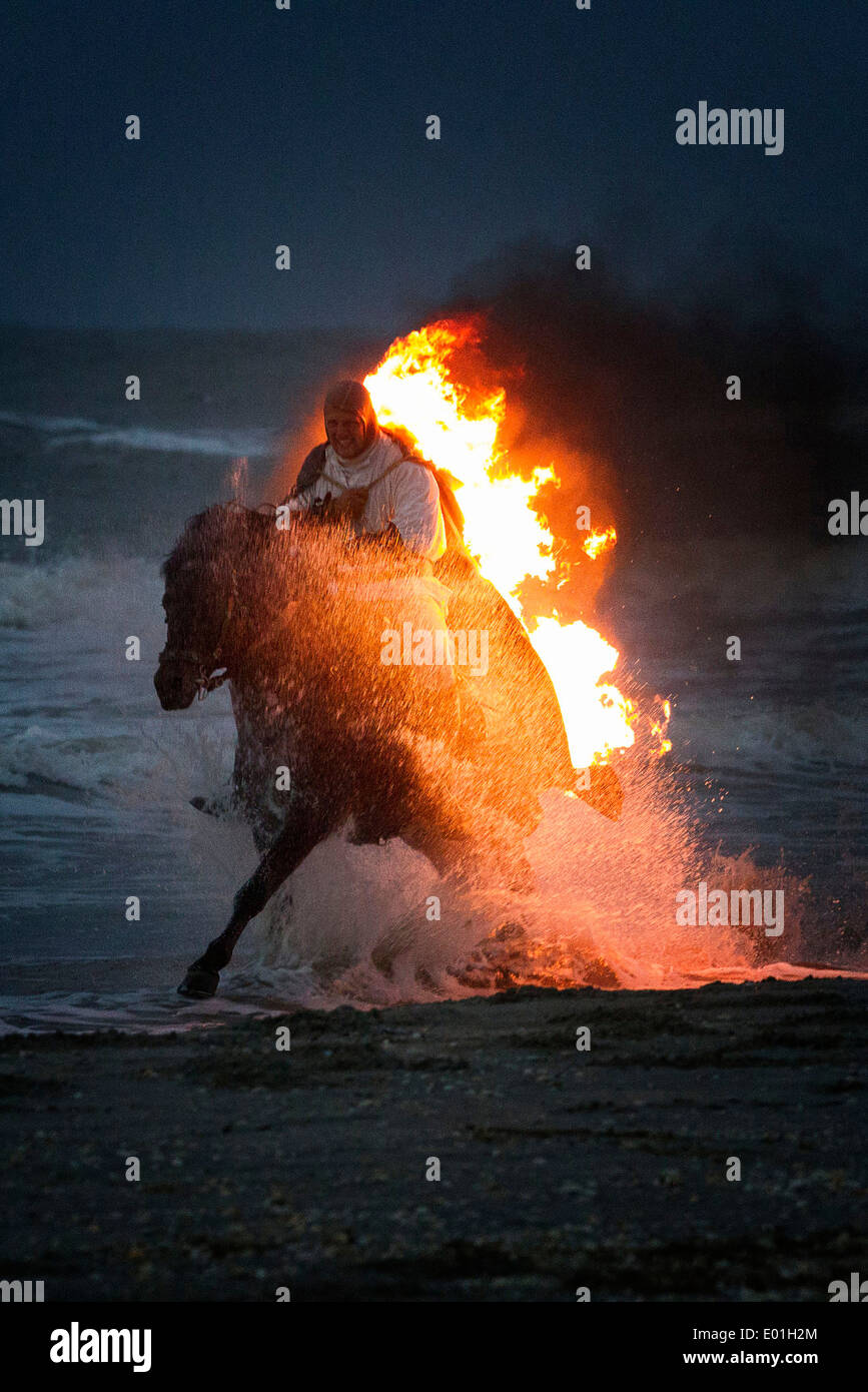 Pure Spanish Horse, Andalusian. Stunt-man with burning cloak galloping ...
