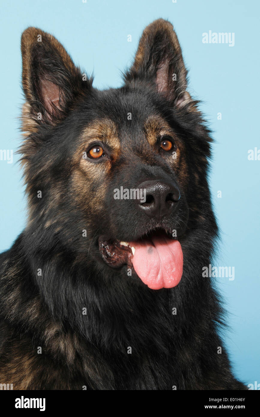 Old German Shepherd Dog. Portrait of adult. Germany Stock Photo - Alamy
