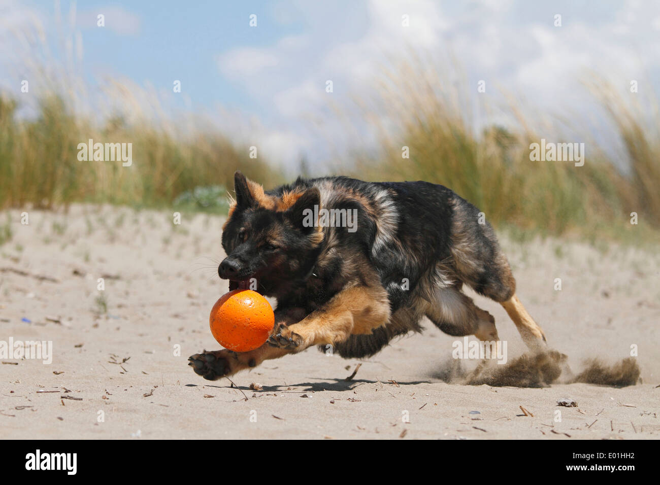 Old German Shepherd Dog. Adult on a beach, chasing a ball. Tuscany ...