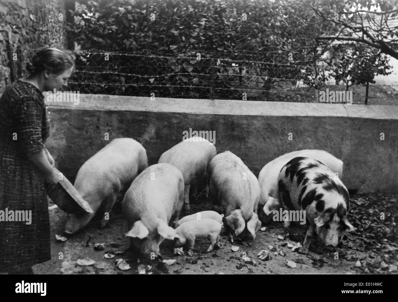 Pig romania Black and White Stock Photos & Images - Alamy