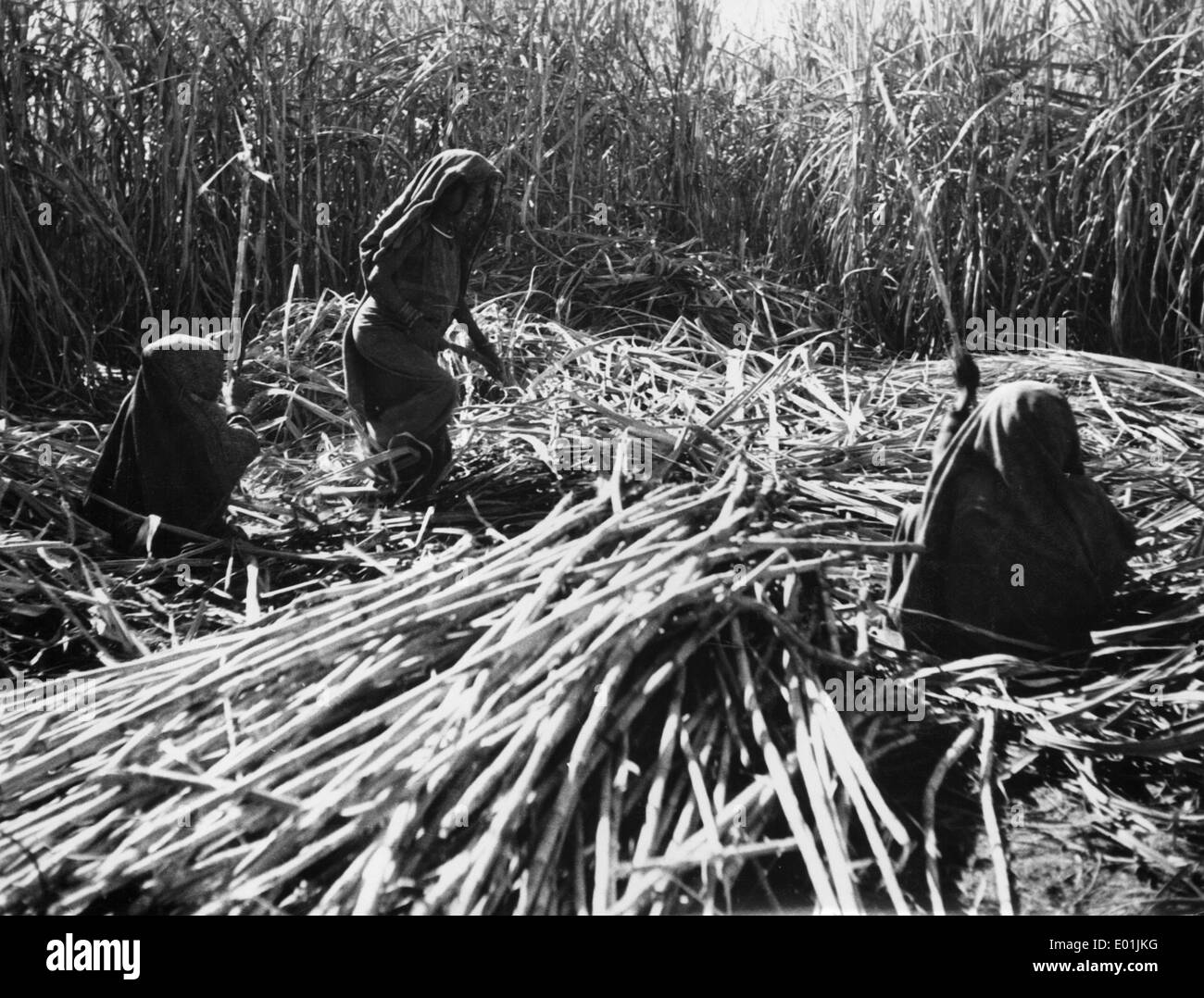 Sucarcane harvest in India, 1936 Stock Photo - Alamy