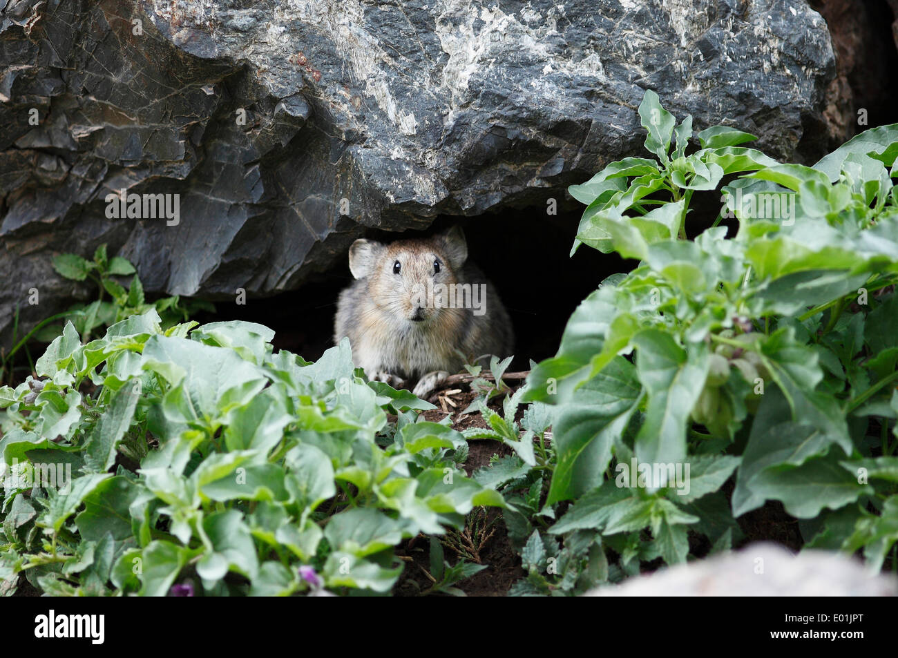 Pika (Ochotonidae), Vultures Gorge, Yolyn Am, Gobi Gurvansaikhan ...