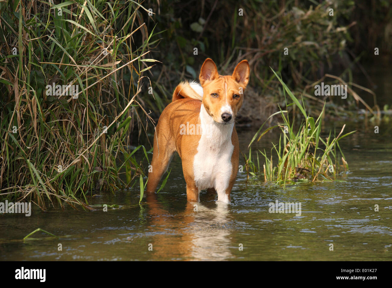 Basenji. Adult standing in water. Germany Stock Photo - Alamy