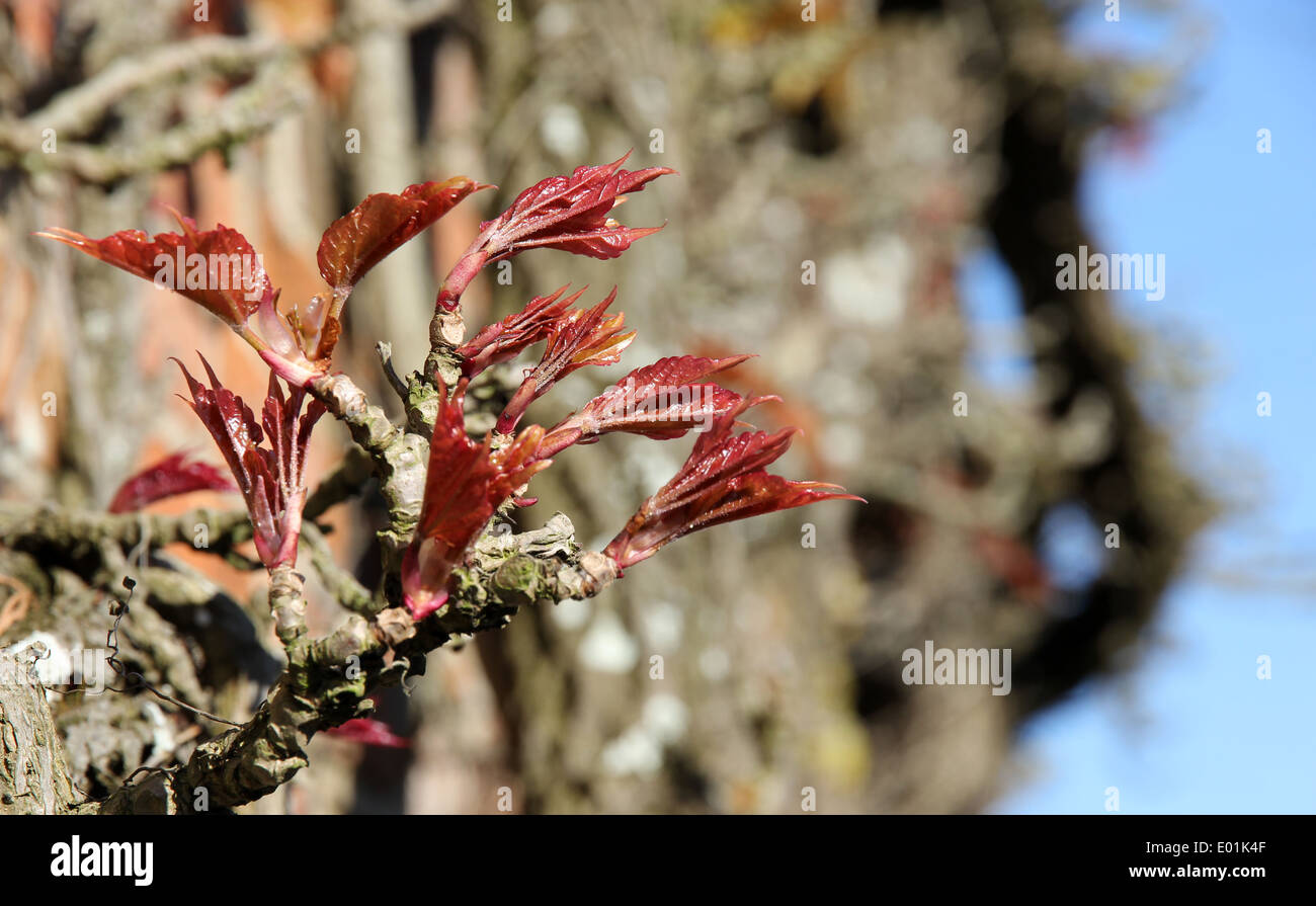 Boston Ivy Parthenocissus tricuspidata also known as as Japanese ...