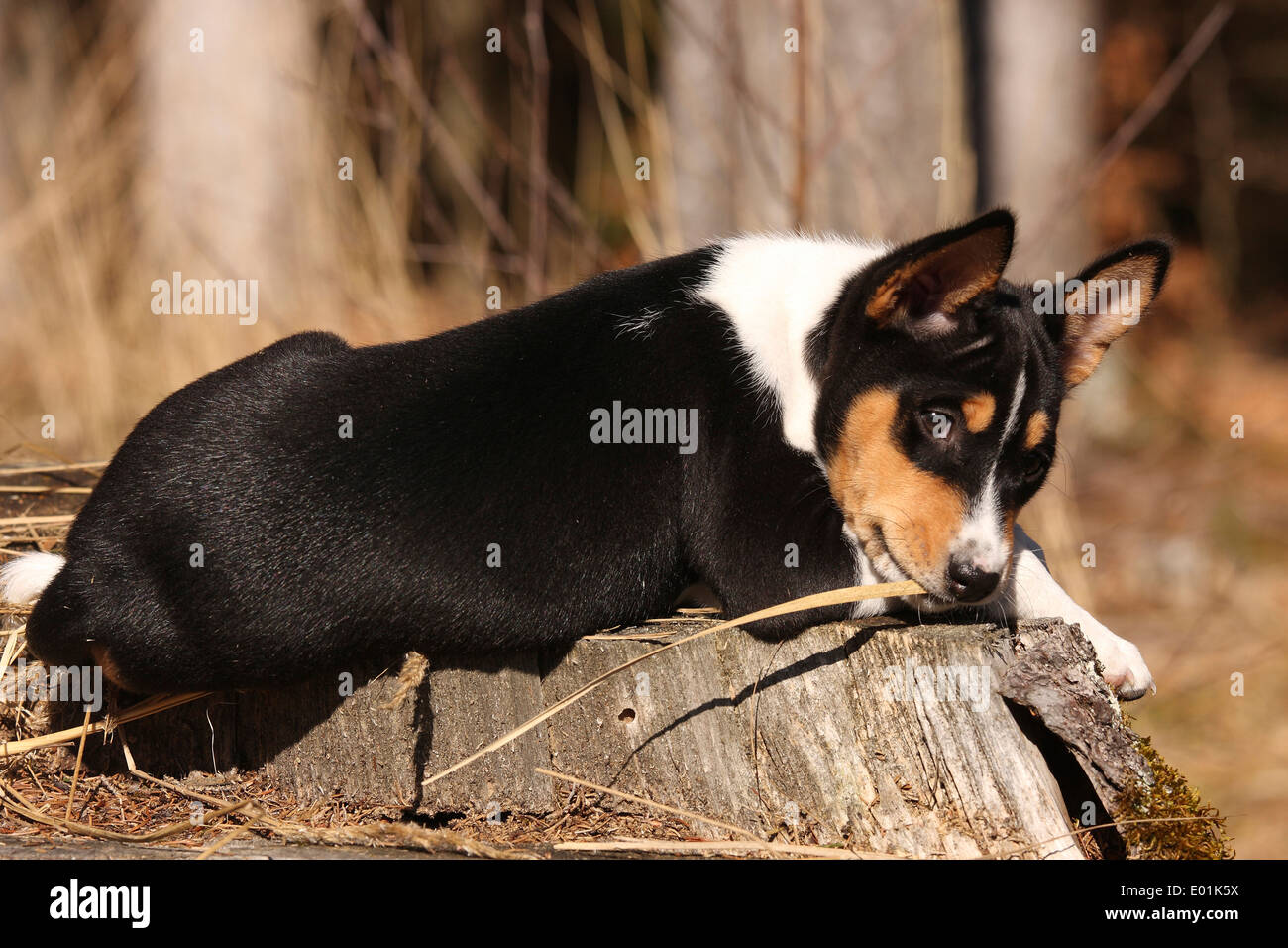 Basenji. Puppy lying on a tree stump. Germany Stock Photo - Alamy