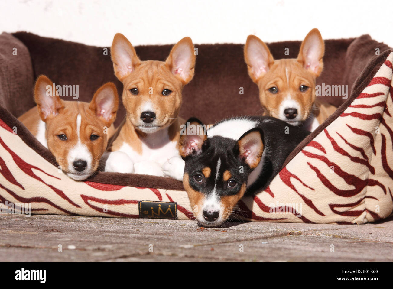 Basenji. Four puppies in a pet bed. Studio picture. Germany Stock Photo ...