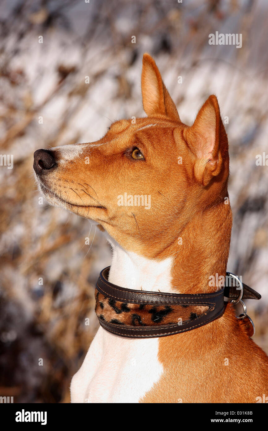 Basenji. Portrait of adult in winter. Germany Stock Photo - Alamy