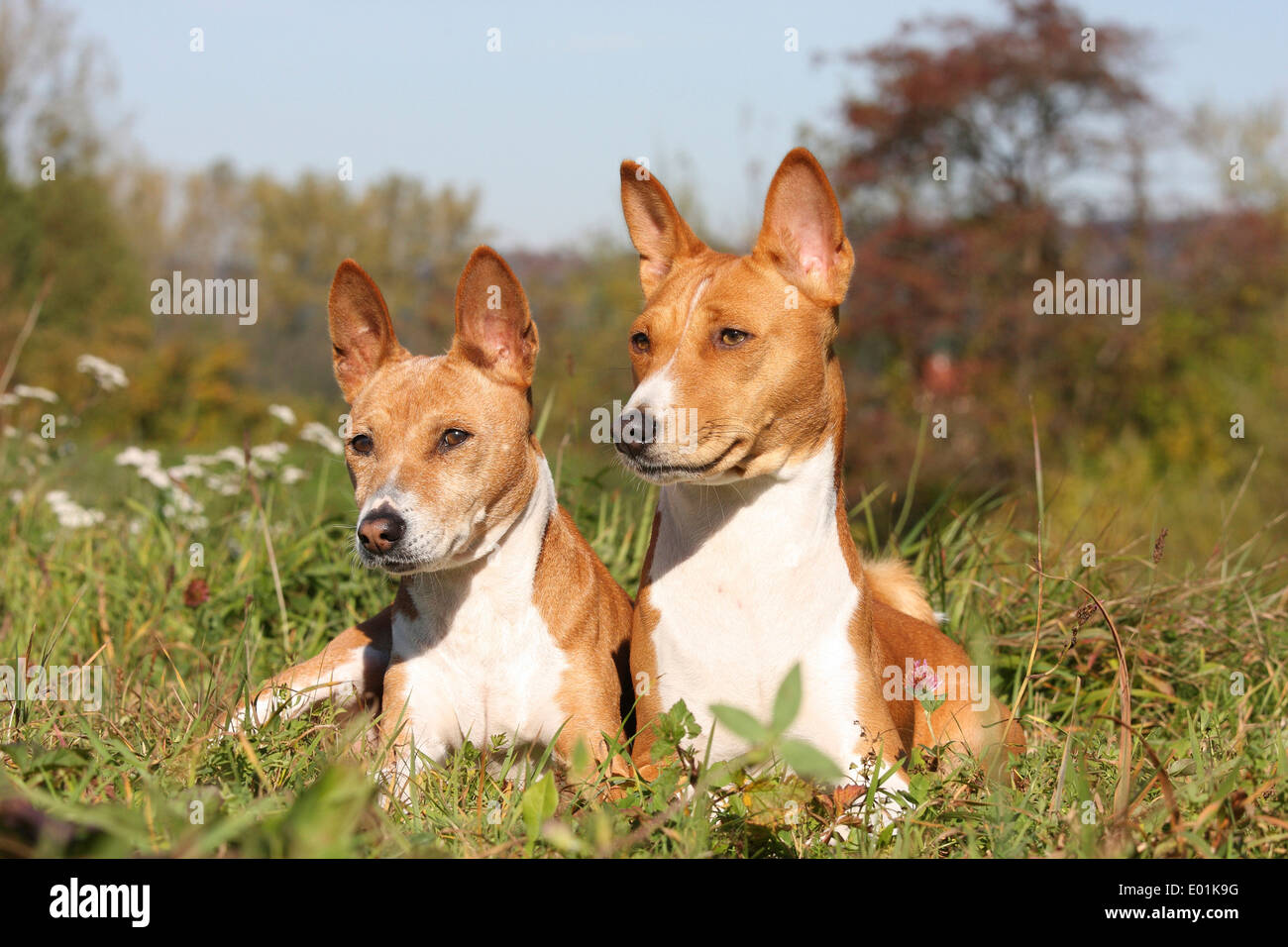 Basenji. Two adults lying in a meadow. Germany Stock Photo - Alamy