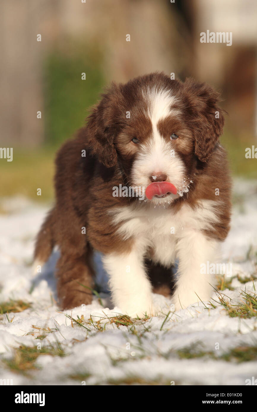 Licking puppy germany hi-res stock photography and images - Alamy