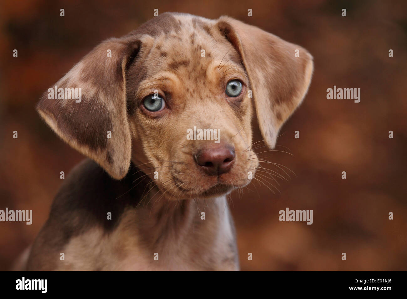 Brown Catahoula Leopard Dog Puppies