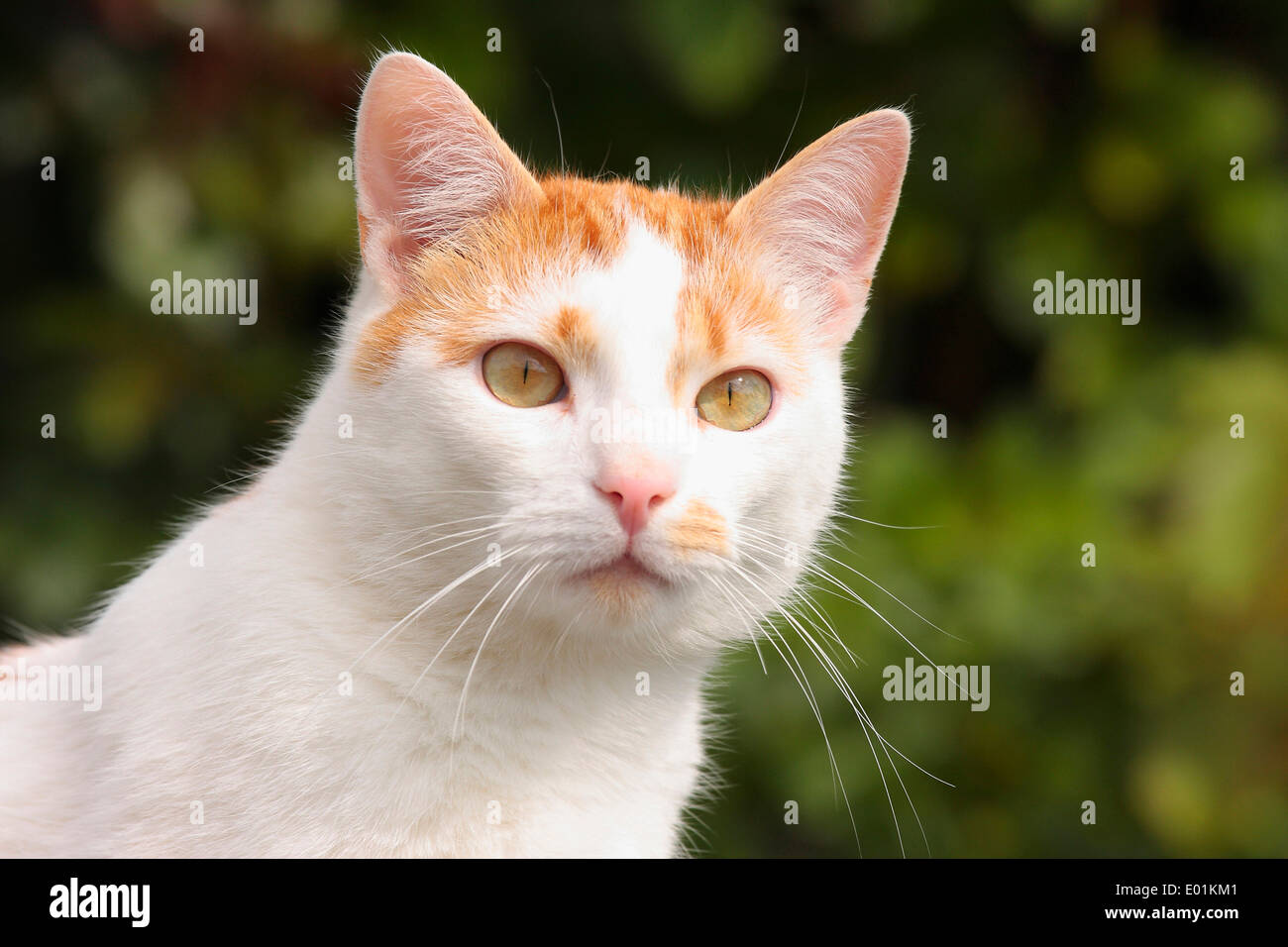 Red tomcat hi-res stock photography and images - Alamy