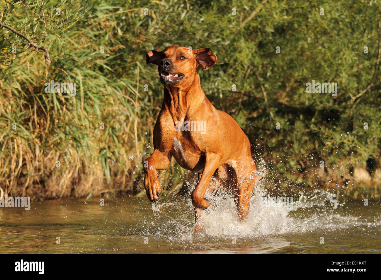 Rhodesian Ridgeback. Adult running in shallow water. Germany Stock ...