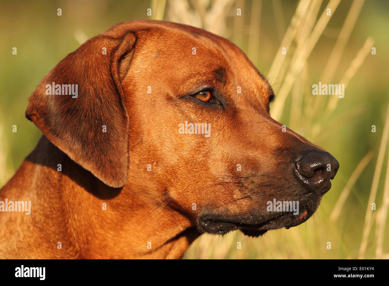 Rhodesian Ridgeback. Portrait of adult. Germany Stock Photo - Alamy