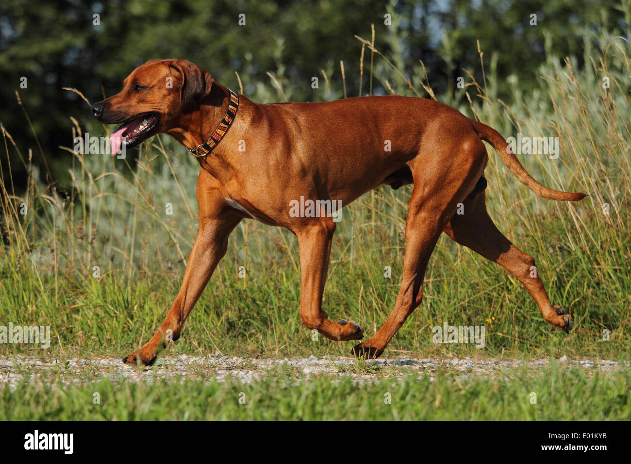 Rhodesian Ridgeback. Adult walking on a path. Germany Stock Photo - Alamy