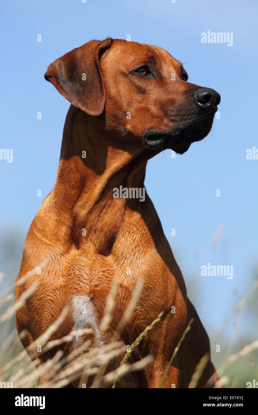 Rhodesian Ridgeback. Portrait of adult in grass. Germany Stock Photo ...