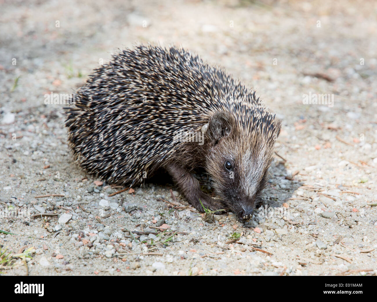 Eastern european hedgehog hi-res stock photography and images - Alamy