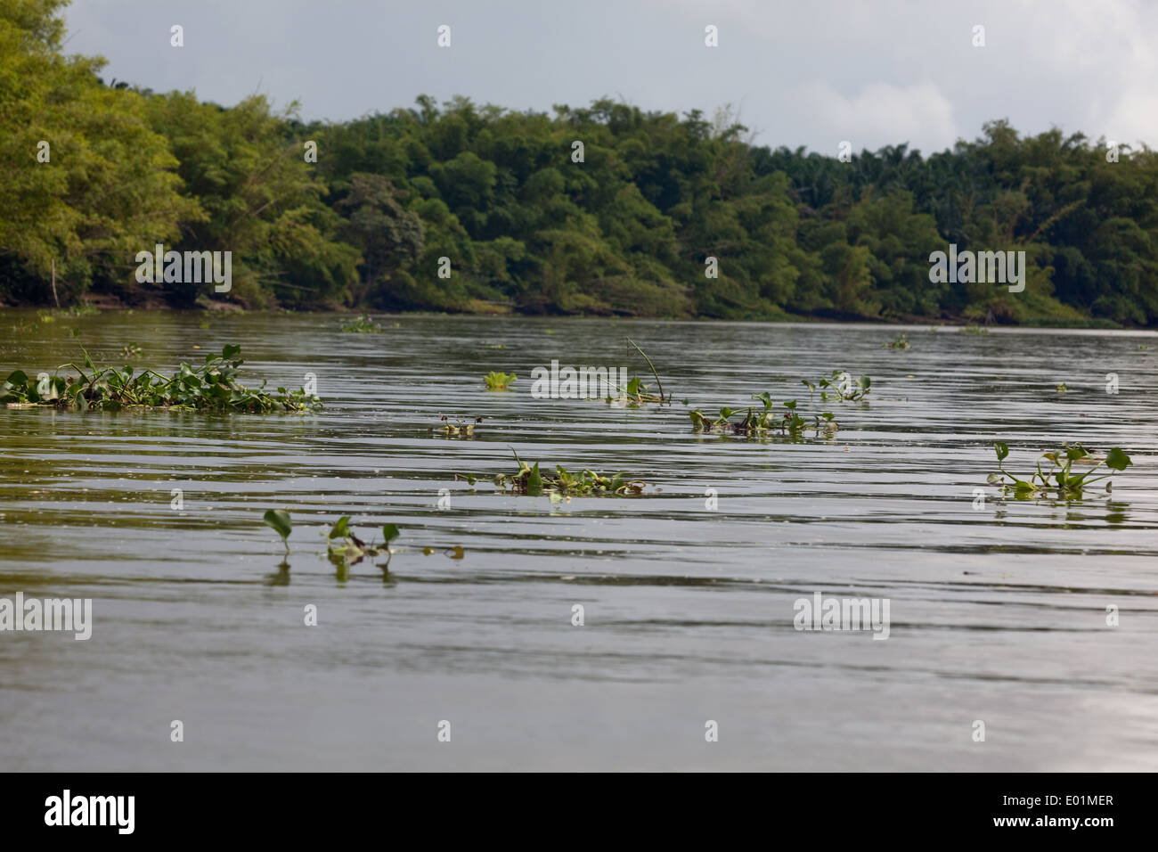 Native to amazon basin hi-res stock photography and images - Alamy