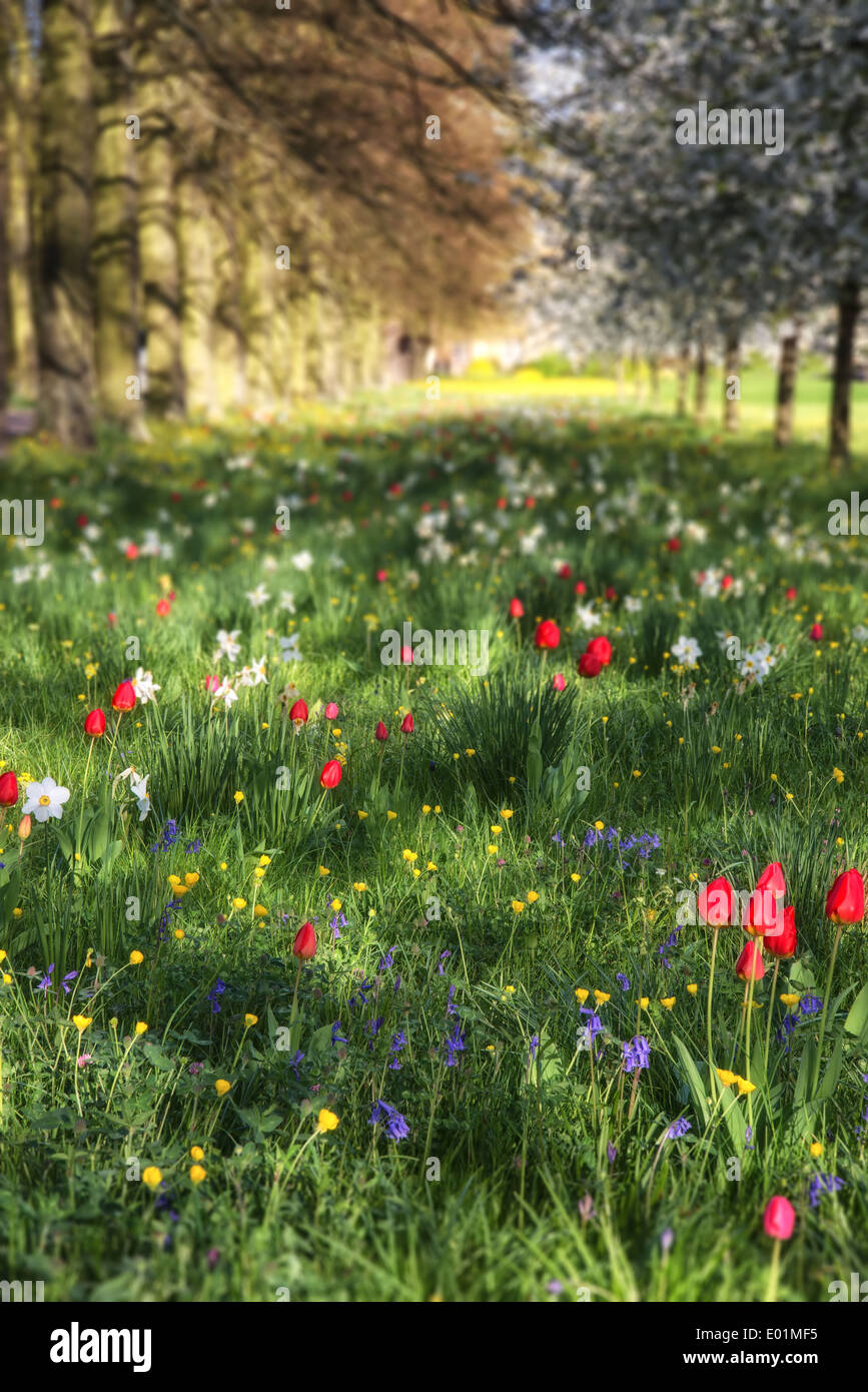 Beautiful Spring Summer flower meadow landscape in sunlight with ...