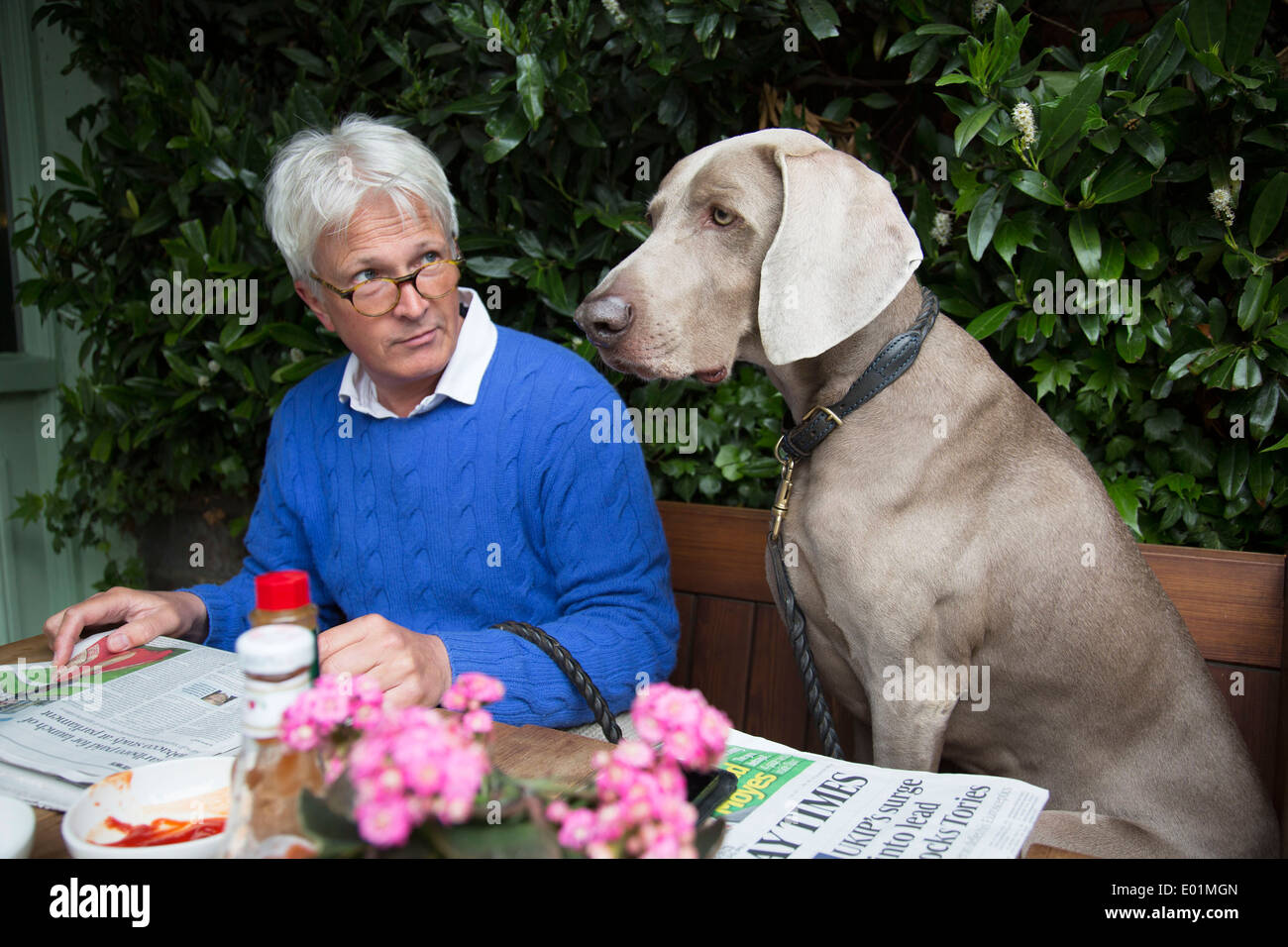 Man enjoying the Sunday newspapers with his Weimaraner dog Max at the ...