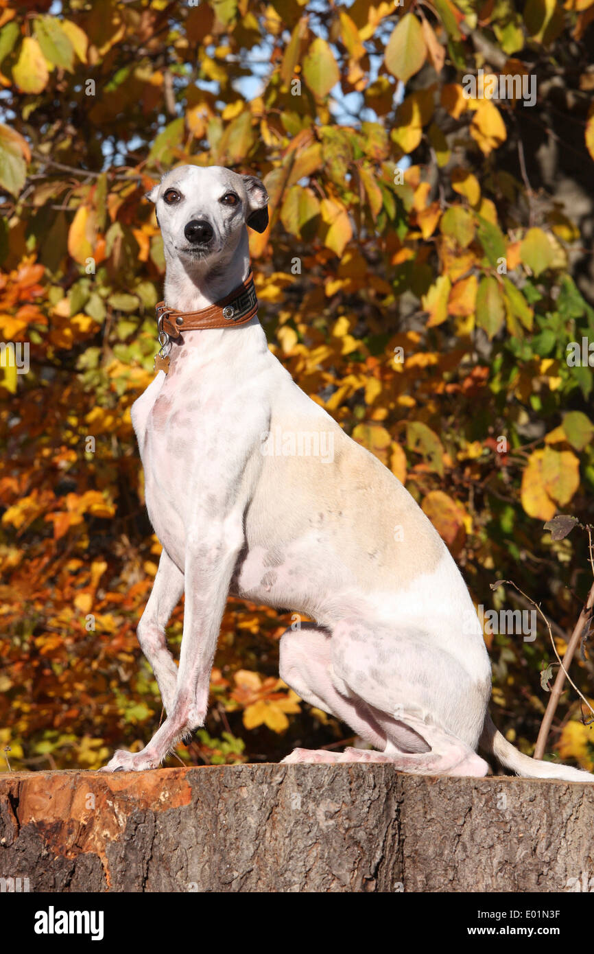 English Whippet. Adult sitting on a tree stump. Germany Stock Photo - Alamy