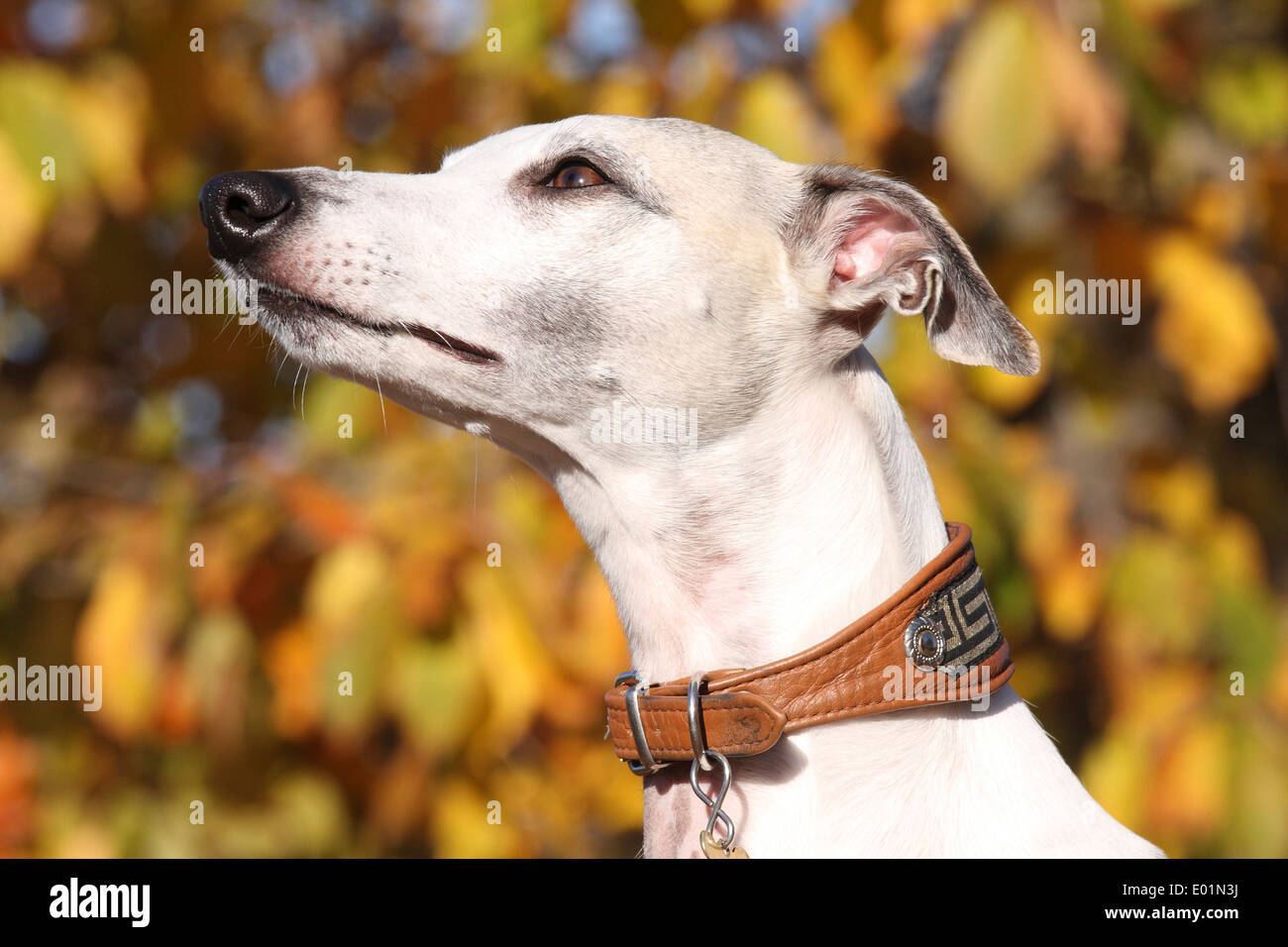 English Whippet. Portrait of adult dog. Germany Stock Photo - Alamy