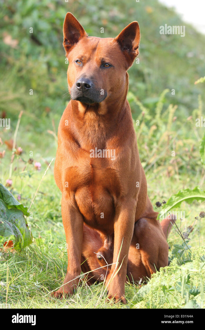 Thai Ridgeback. Adult male sitting on a meadow. Germany Stock Photo - Alamy