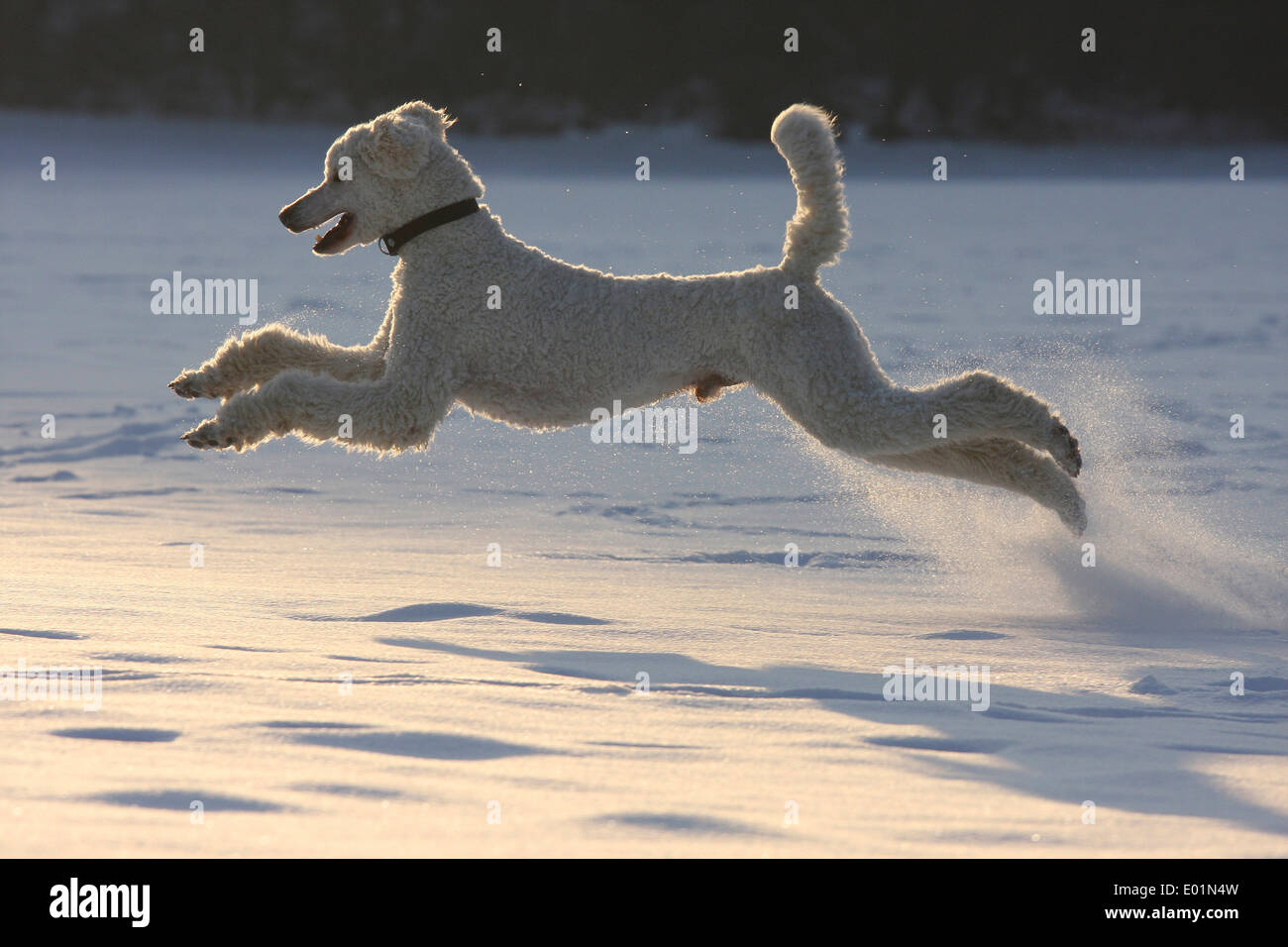 White Standard Poodle Running