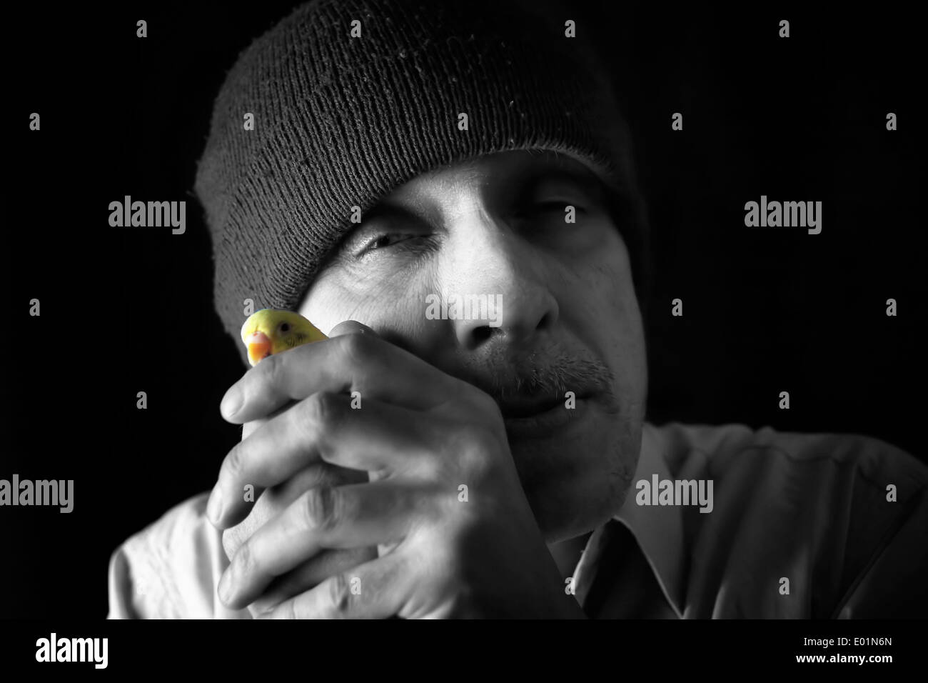 Smiling budgie hi-res stock photography and images - Alamy