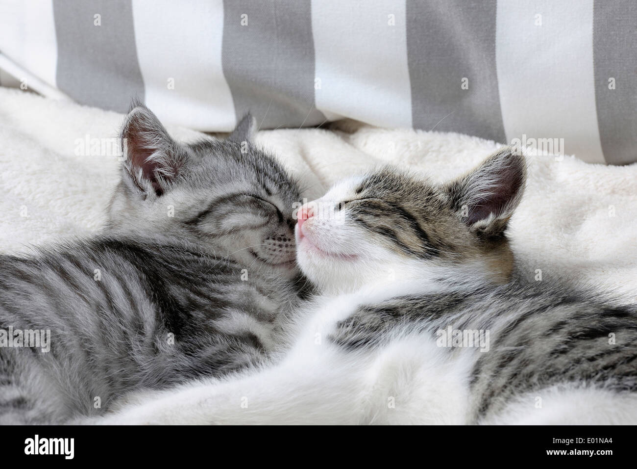 Domestic cat. Two kittens cuddling together while sleeping. Germany ...
