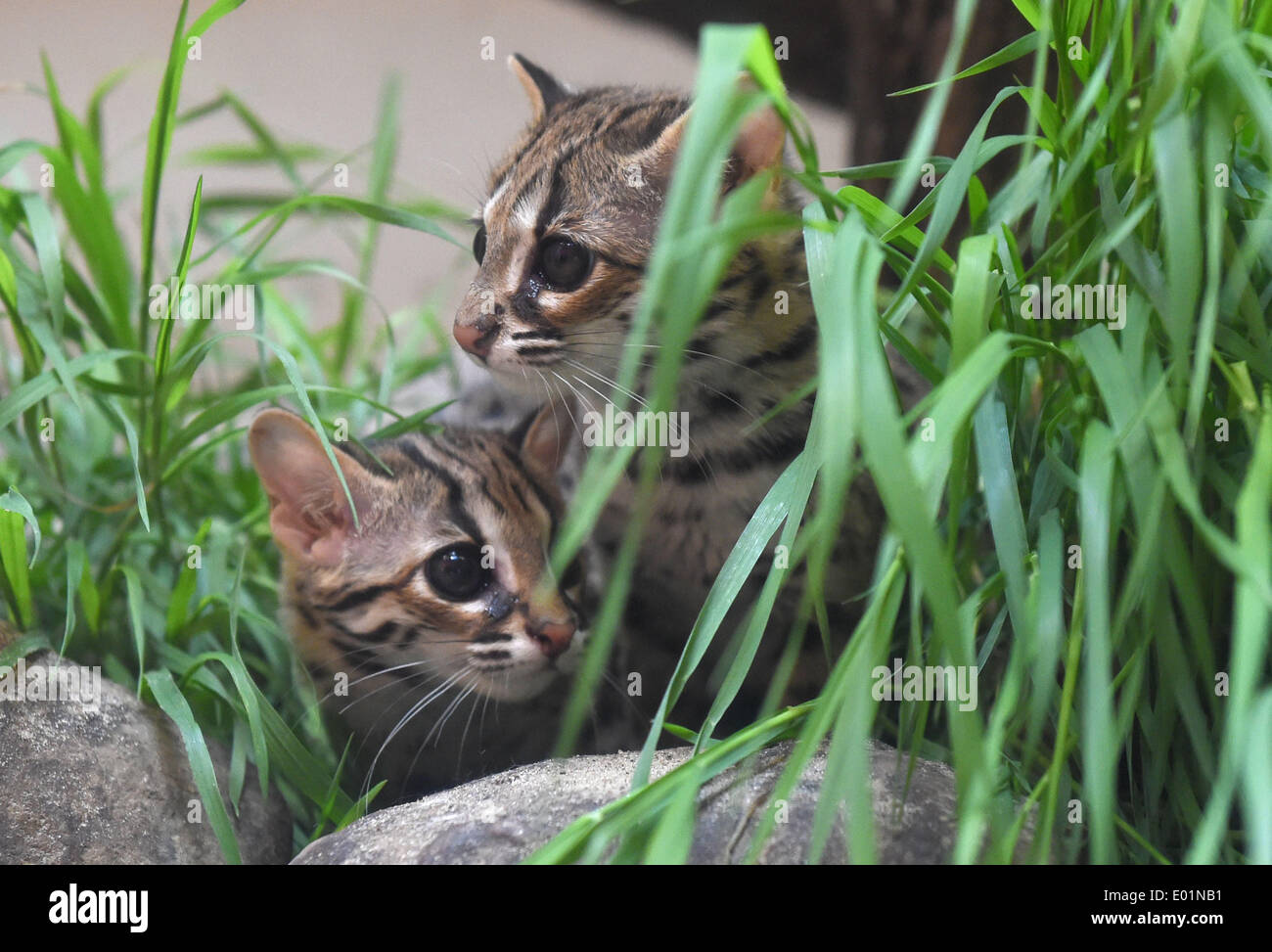 Berlin, Germany. 29th Apr, 2014. The two young Young Palawan Leopard ...