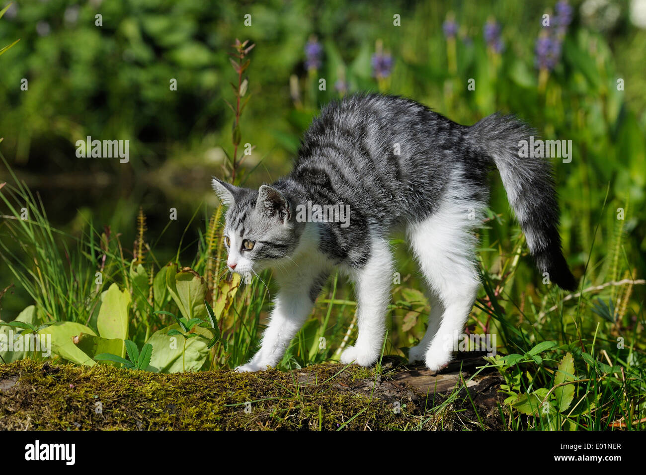 Domestic cat arching its back hi-res stock photography and images - Alamy