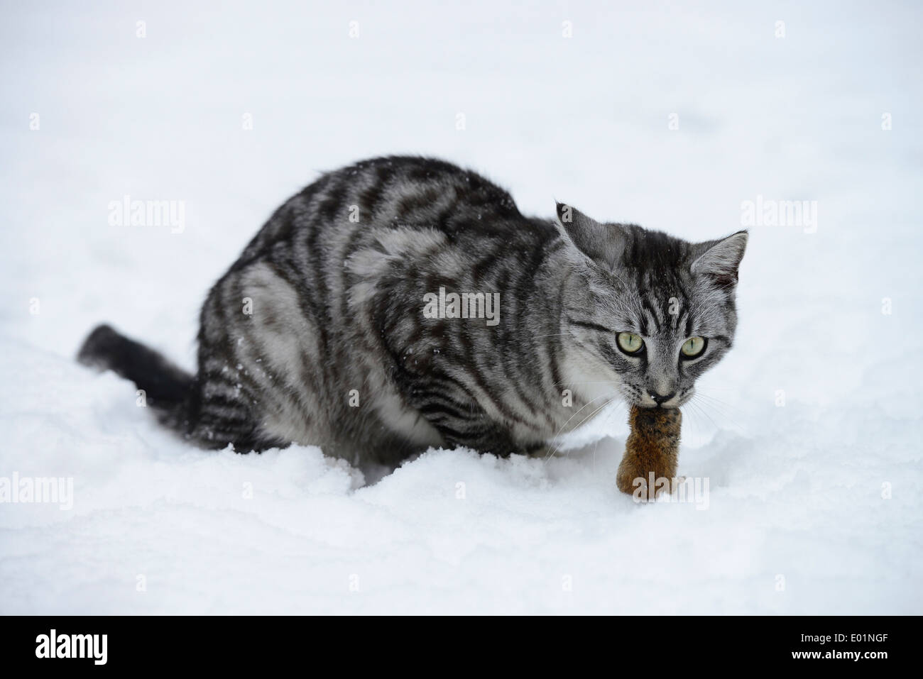 Domestic cat. Tabby juvenile cat eating Wood Mouse (Apodemus sylvaticus ...