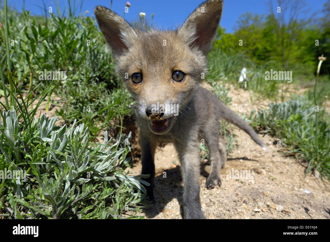 Red Fox (Vulpes vulpes). Cub looking into the camera. Italy Stock Photo ...
