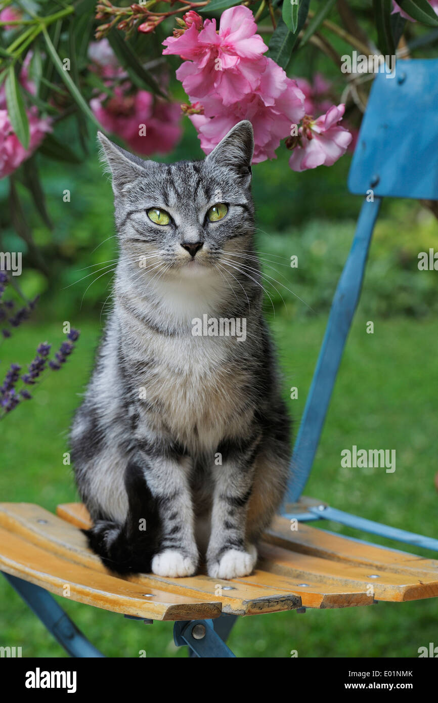 Domestic cat. Juvenile sitting on a garden chair next to a flowering ...