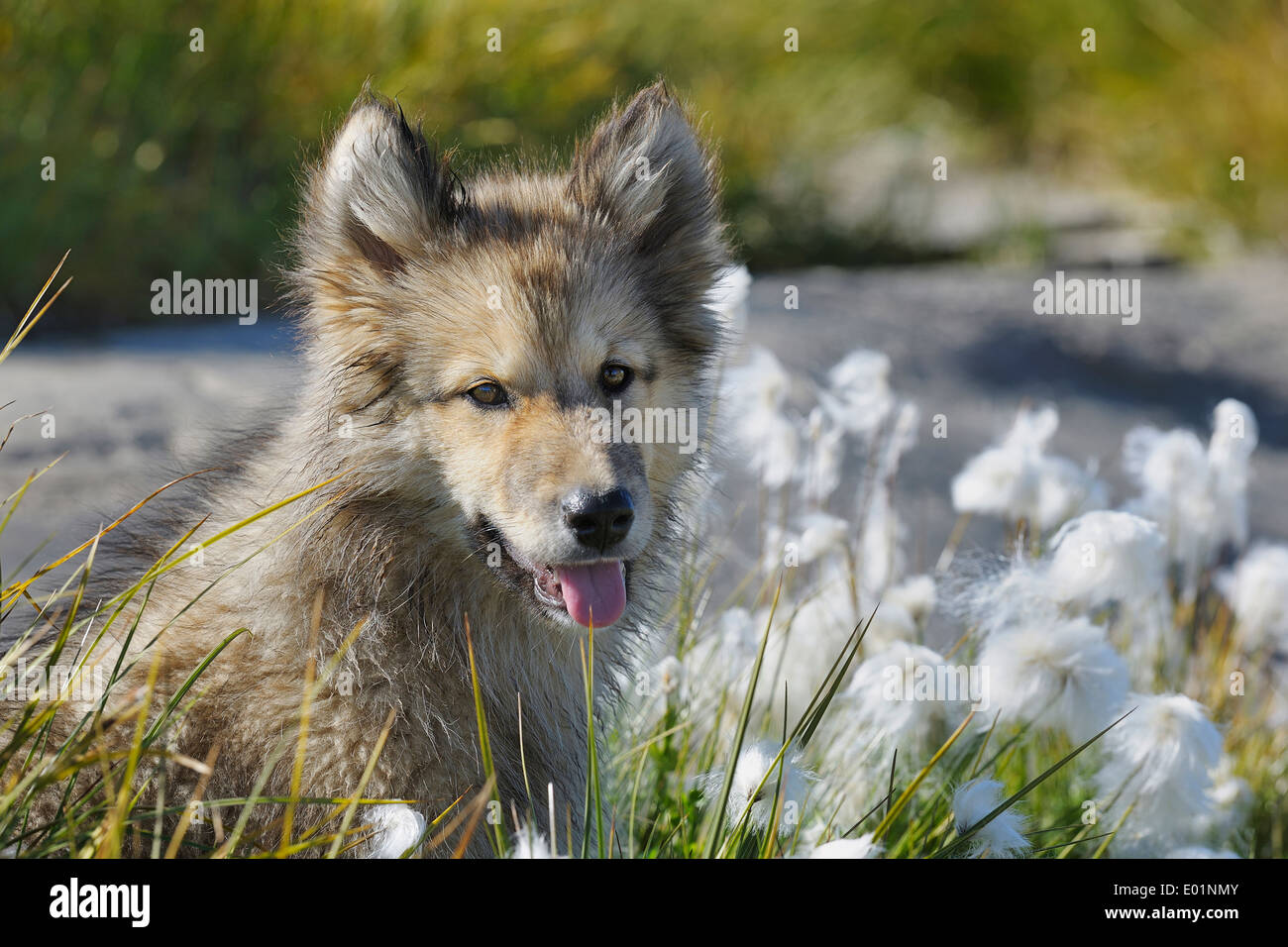 Greenland Dog (Canis lupus familiaris). Puppy on a meadow with ...