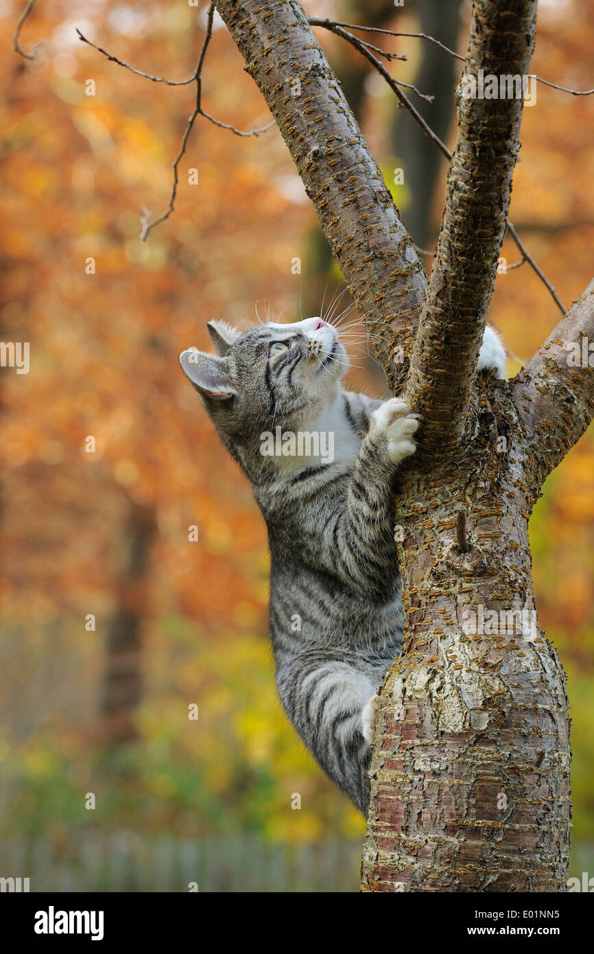Domestic cat. Tabby and white cat climbing up a tree. Germany Stock ...