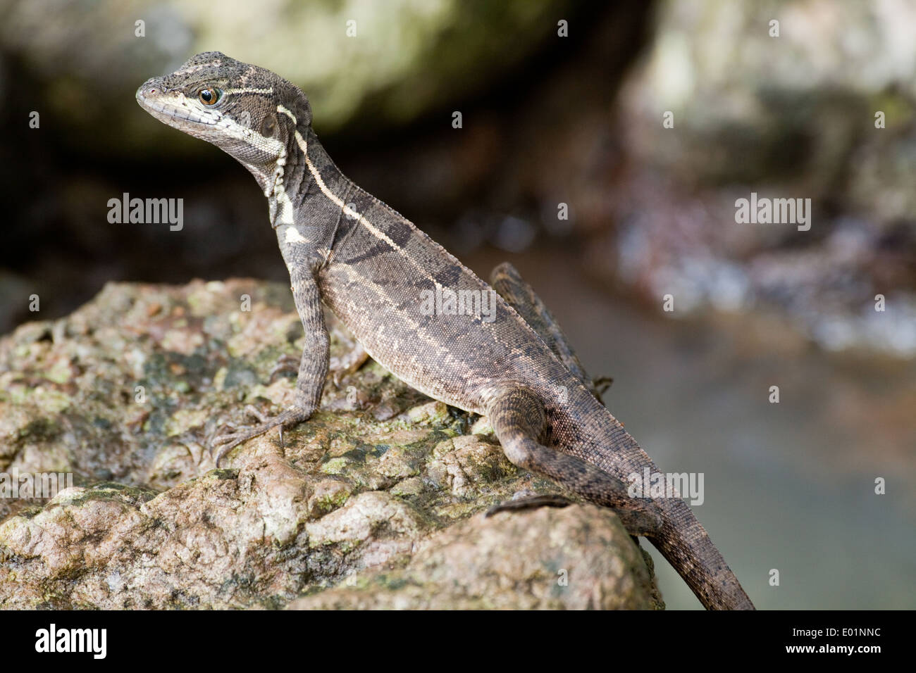 Common Basilisk, or Jesus Christ Lizard (Basiliscus basiliscus). Costa ...