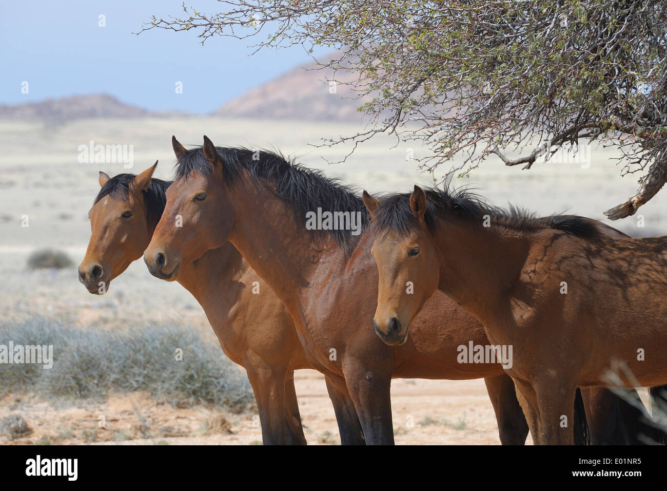 Namib Desert Horse (Equus ferus caballus). Group in Garub Pan, Namib ...
