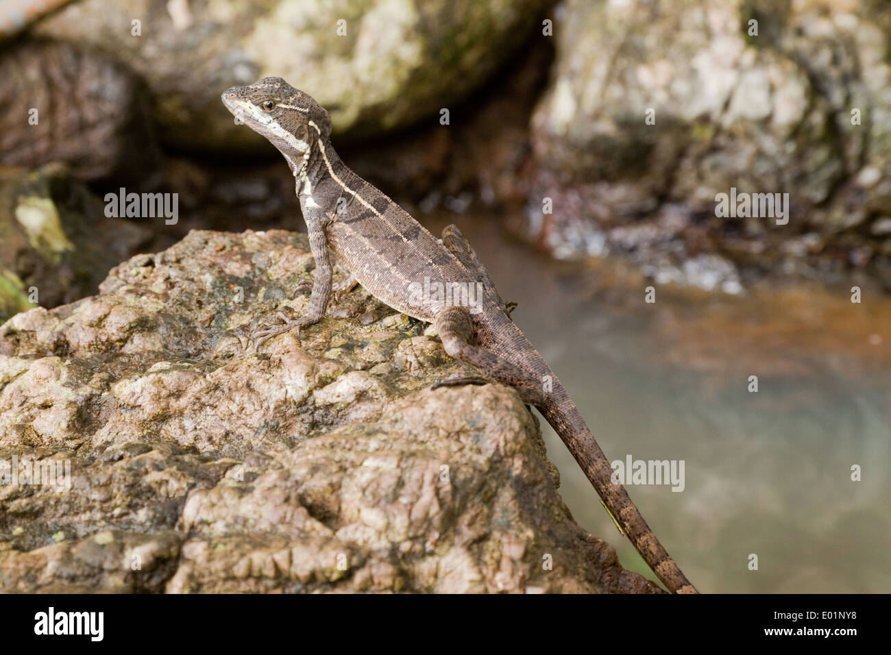 Common Basilisk, or Jesus Christ Lizard (Basiliscus basiliscus). In an ...