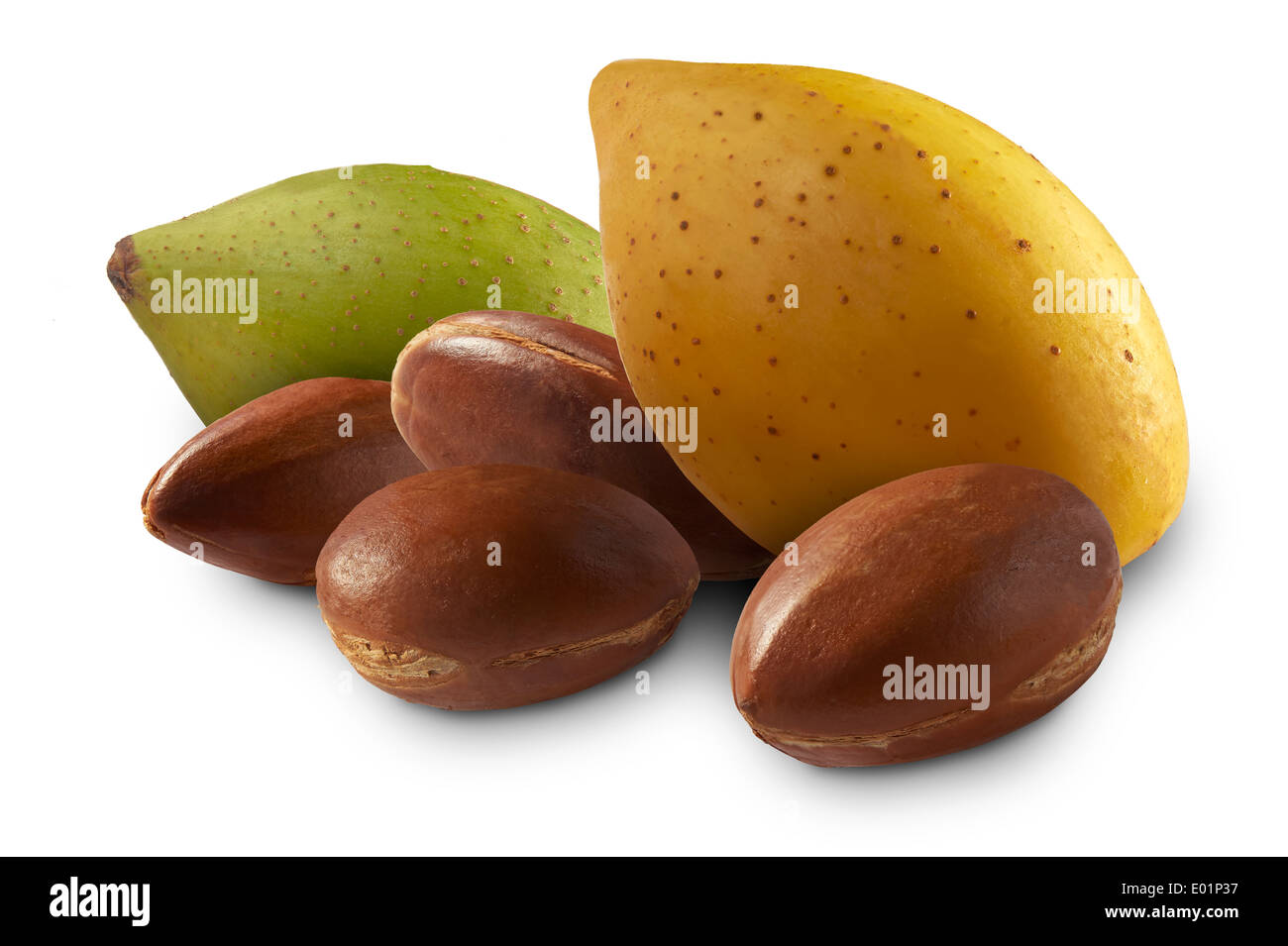 Argan fruit hi-res stock photography and images - Alamy